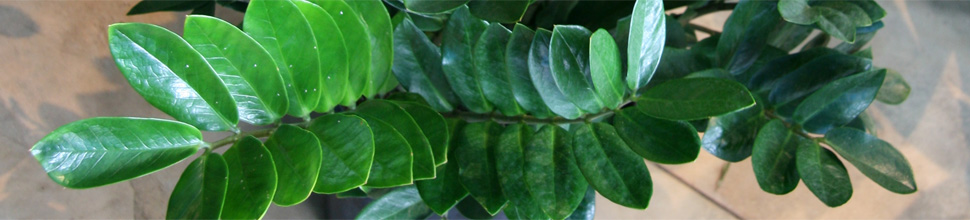 Zrinjevac - Zamioculcas zamiifolia - biljka novca i sreće