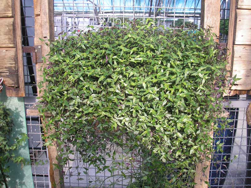 Zrinjevac - Tradescantia fluminensis - raskošni puzavac za balkon i prozore