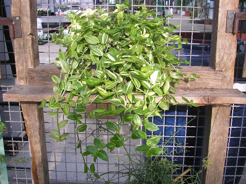 Zrinjevac - Tradescantia fluminensis - raskošni puzavac za balkon i prozore