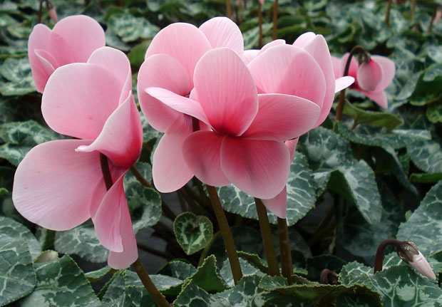 Zrinjevac - Sobna ciklama - Cyclamen persicum