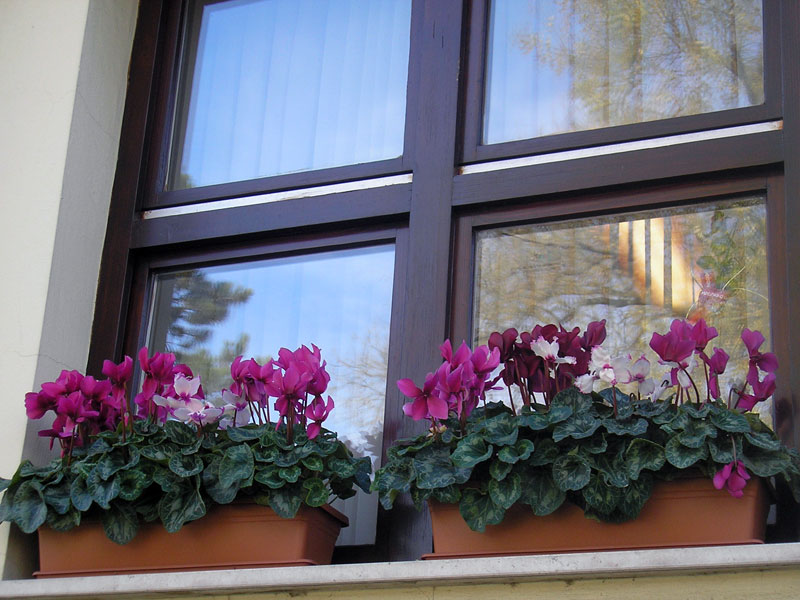 Zrinjevac - Sobna ciklama - Cyclamen persicum