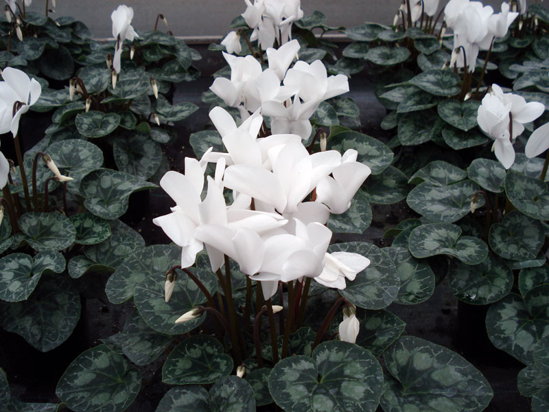 Zrinjevac - Sobna ciklama - Cyclamen persicum