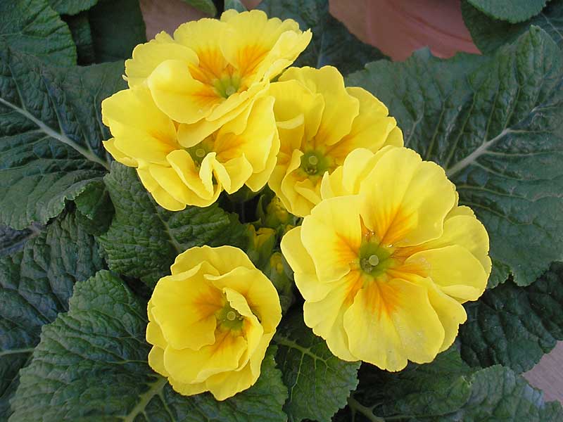 Zrinjevac - Jaglaci - vjesnici proljeća i simbol mladosti