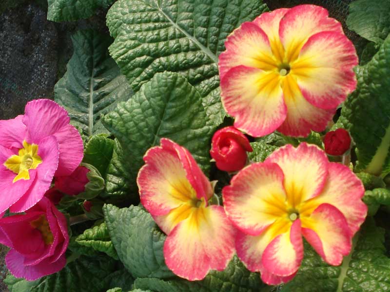 Zrinjevac - Jaglaci - vjesnici proljeća i simbol mladosti