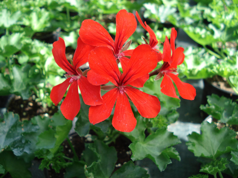 Zrinjevac - Pelargonija, žeravak, muškatla, điran - balkonska ljepotica