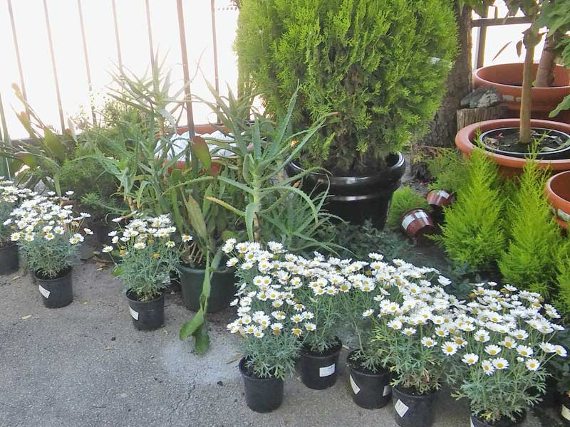 Zrinjevac - Vrtni centar Zrinjevac